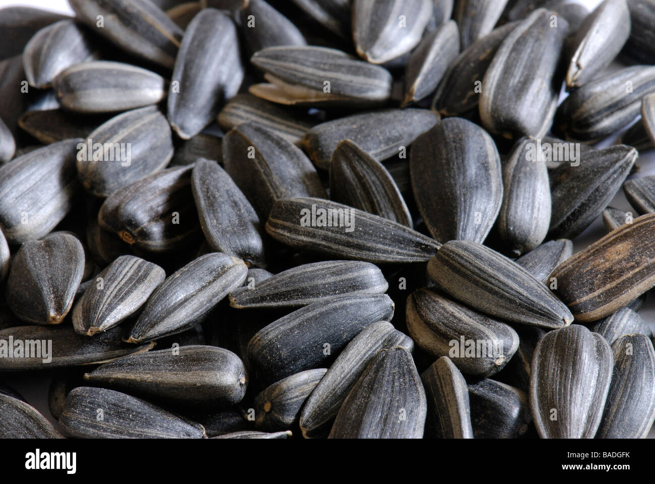 Macro of the sunflower seeds Stock Photo - Alamy