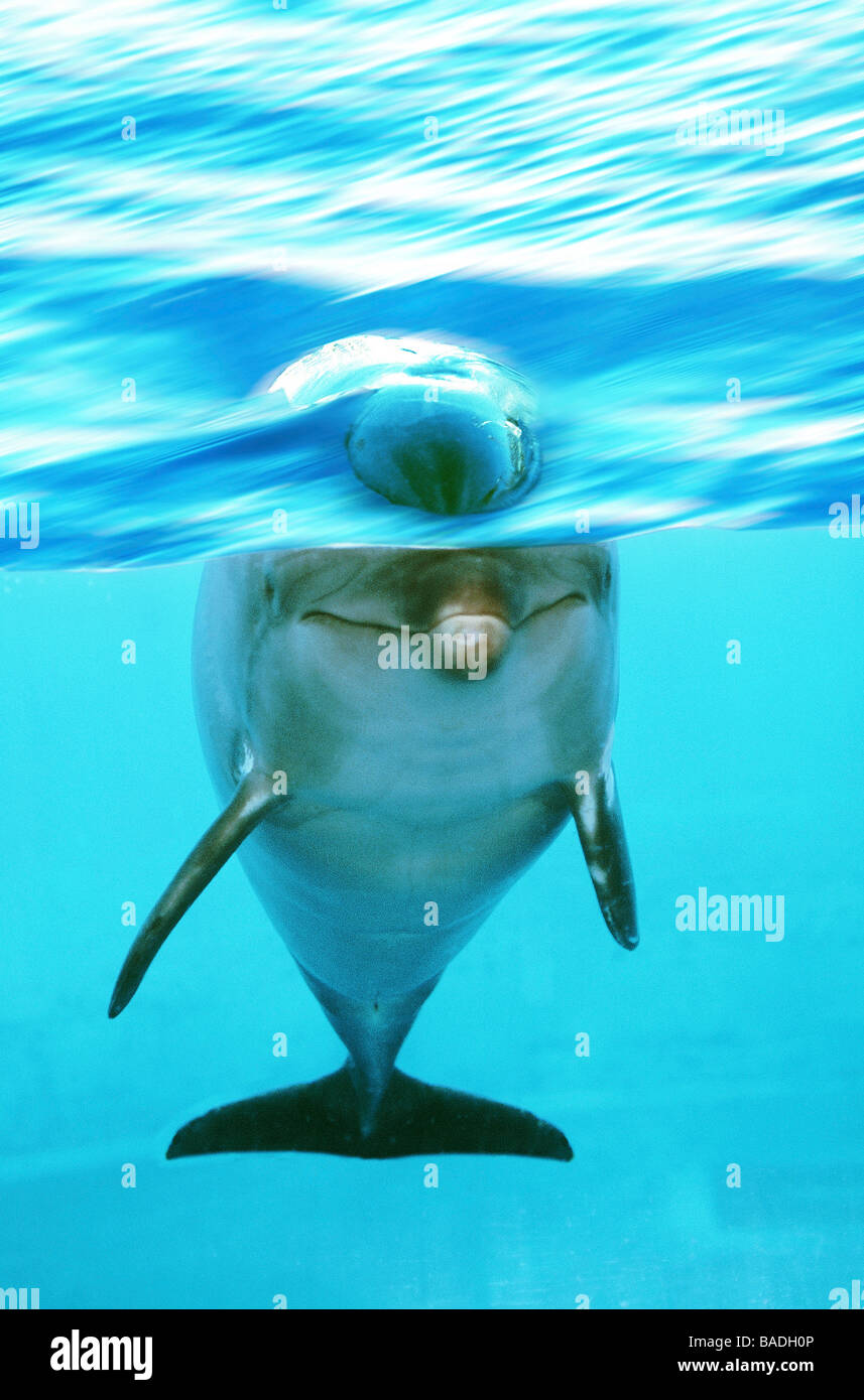 Dolphin in water Stock Photo - Alamy