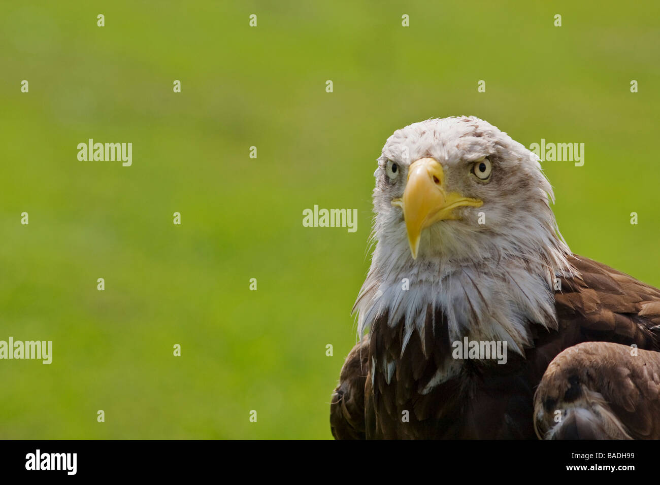 Eagle head hi-res stock photography and images - Alamy