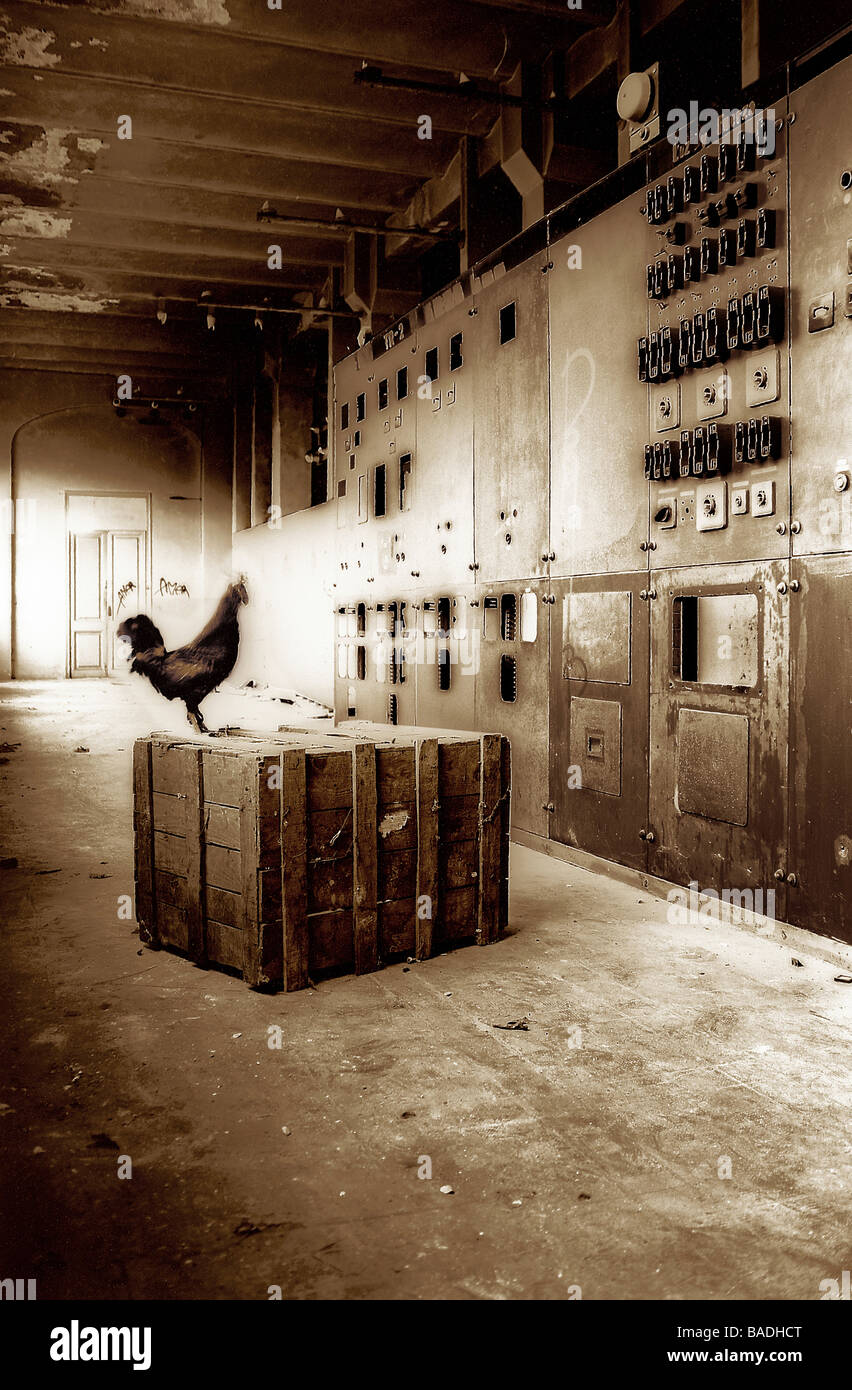 Hen in warehouse Stock Photo - Alamy