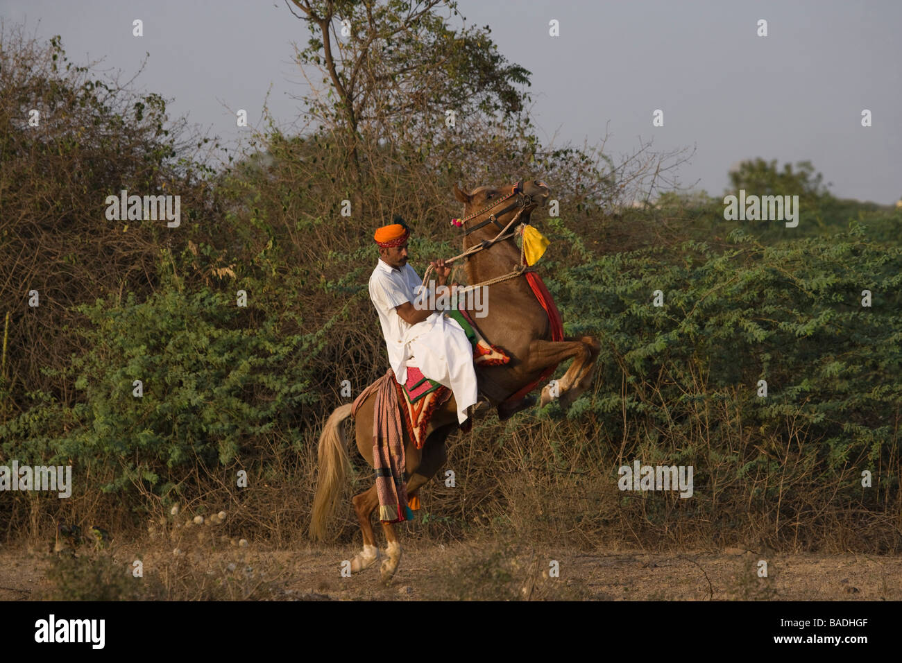 India rajasthan horse rider traditional adventure Stock Photo - Alamy