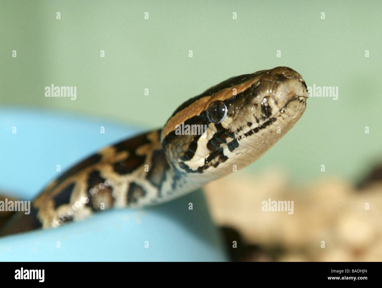 Snake head hi-res stock photography and images - Alamy