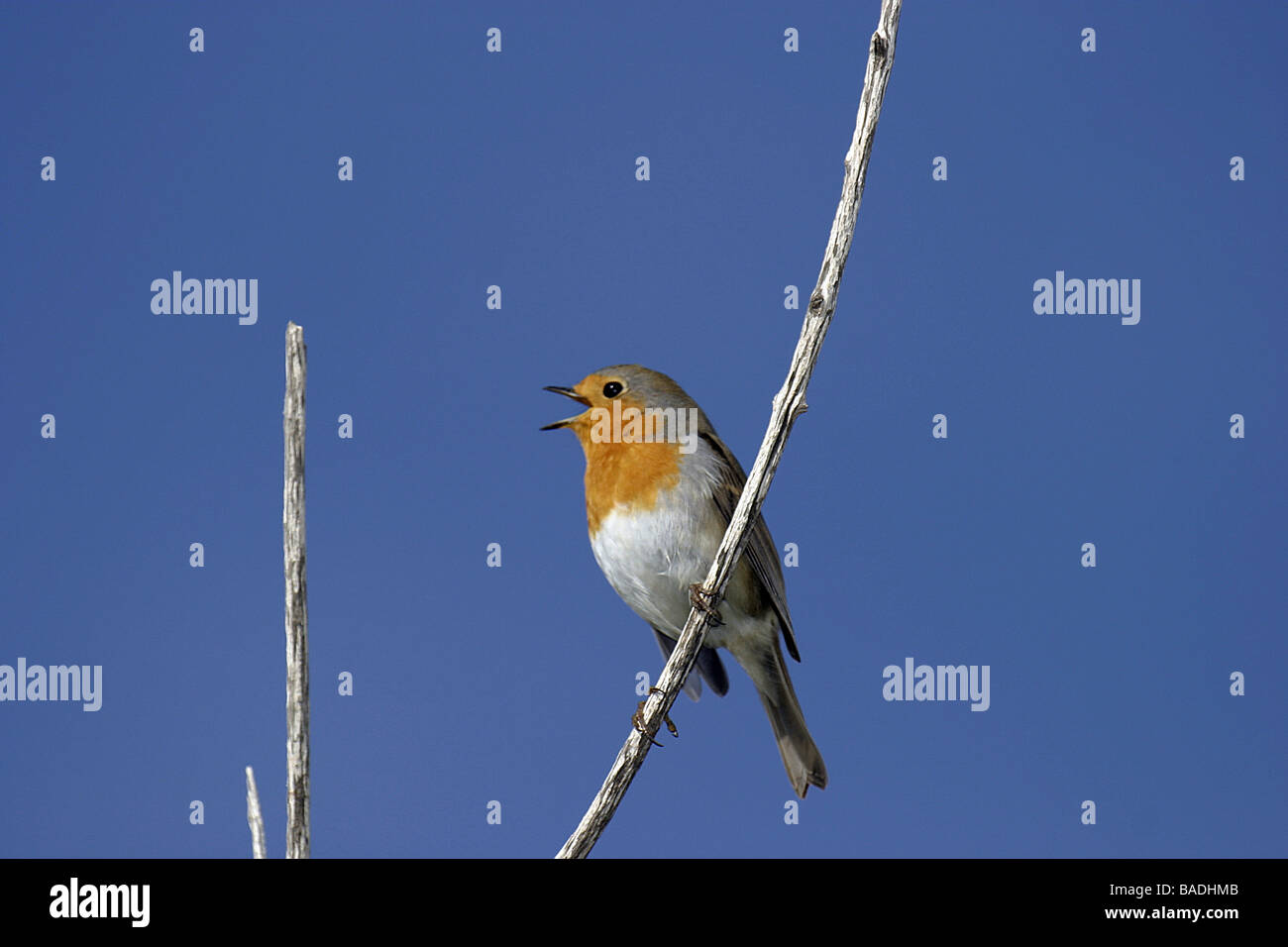 Red robin on a branch Stock Photo - Alamy