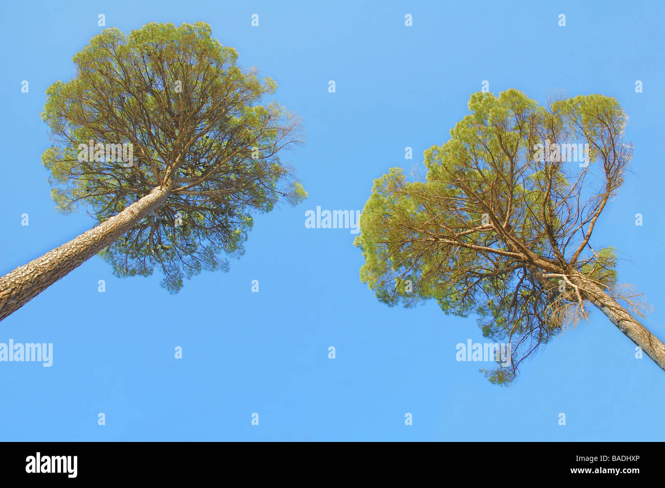 Two tree tops Stock Photo - Alamy