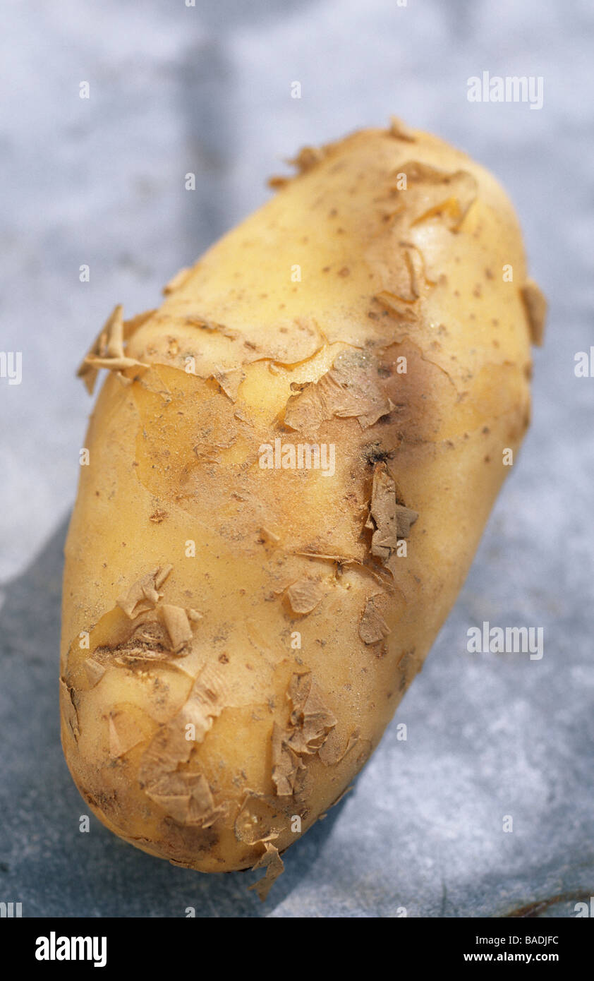 France, Aveyron, Laguiole, potatoe, an ingredient for truffade and ...
