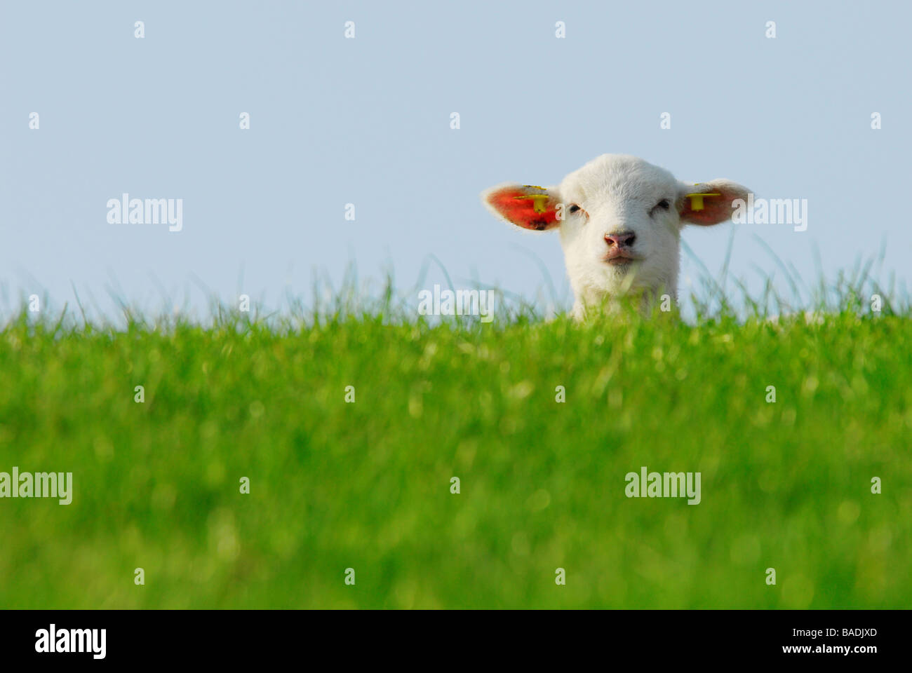 funny image of a cute lamb in spring in Holland The Netherlands Stock ...
