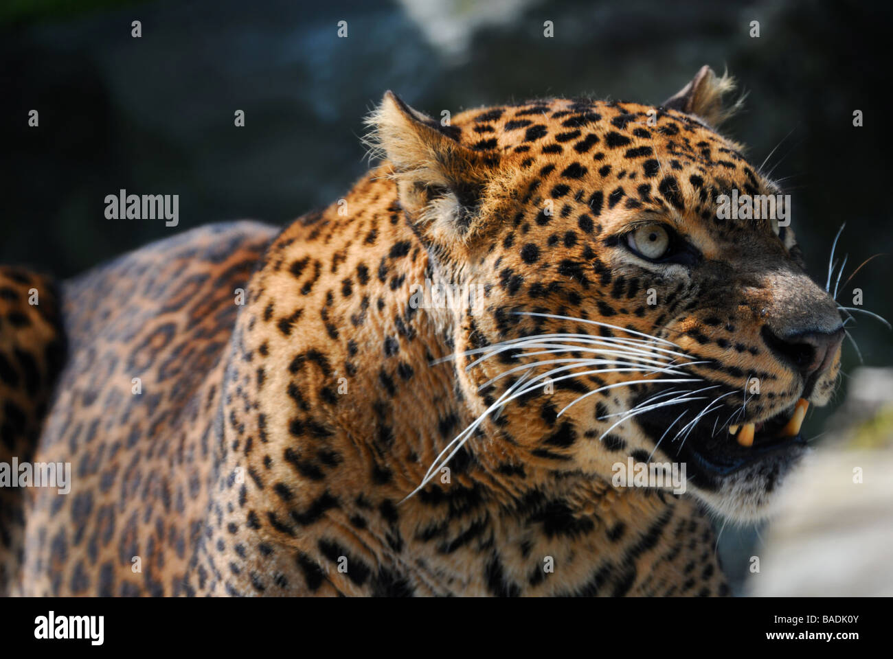 Angry panther hi-res stock photography and images - Alamy