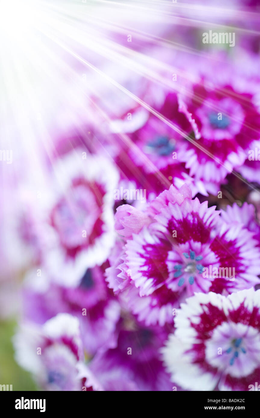 flower macro depth of field Stock Photo - Alamy
