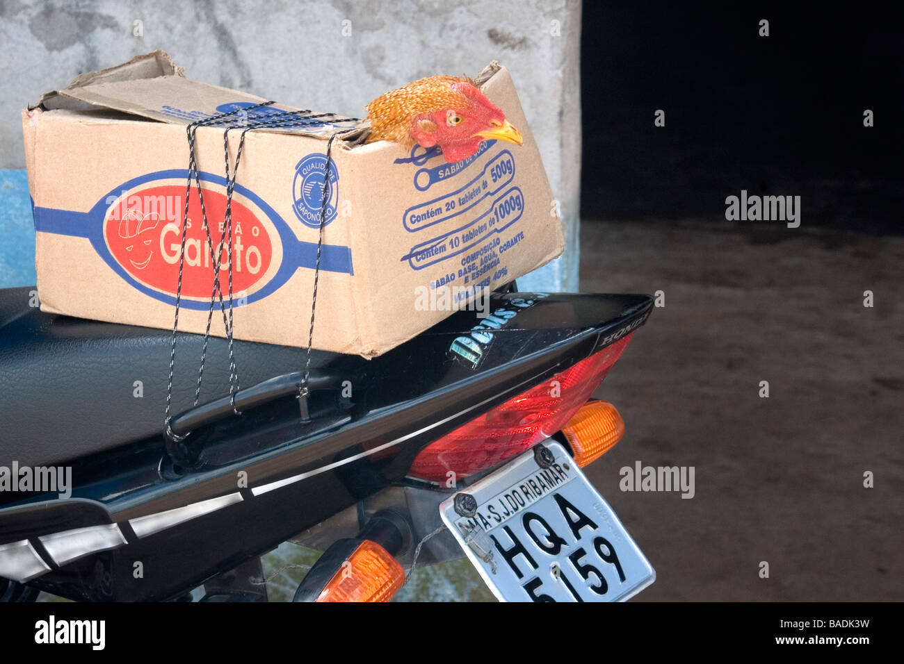 Motorcycle chicken hi-res stock photography and images - Alamy