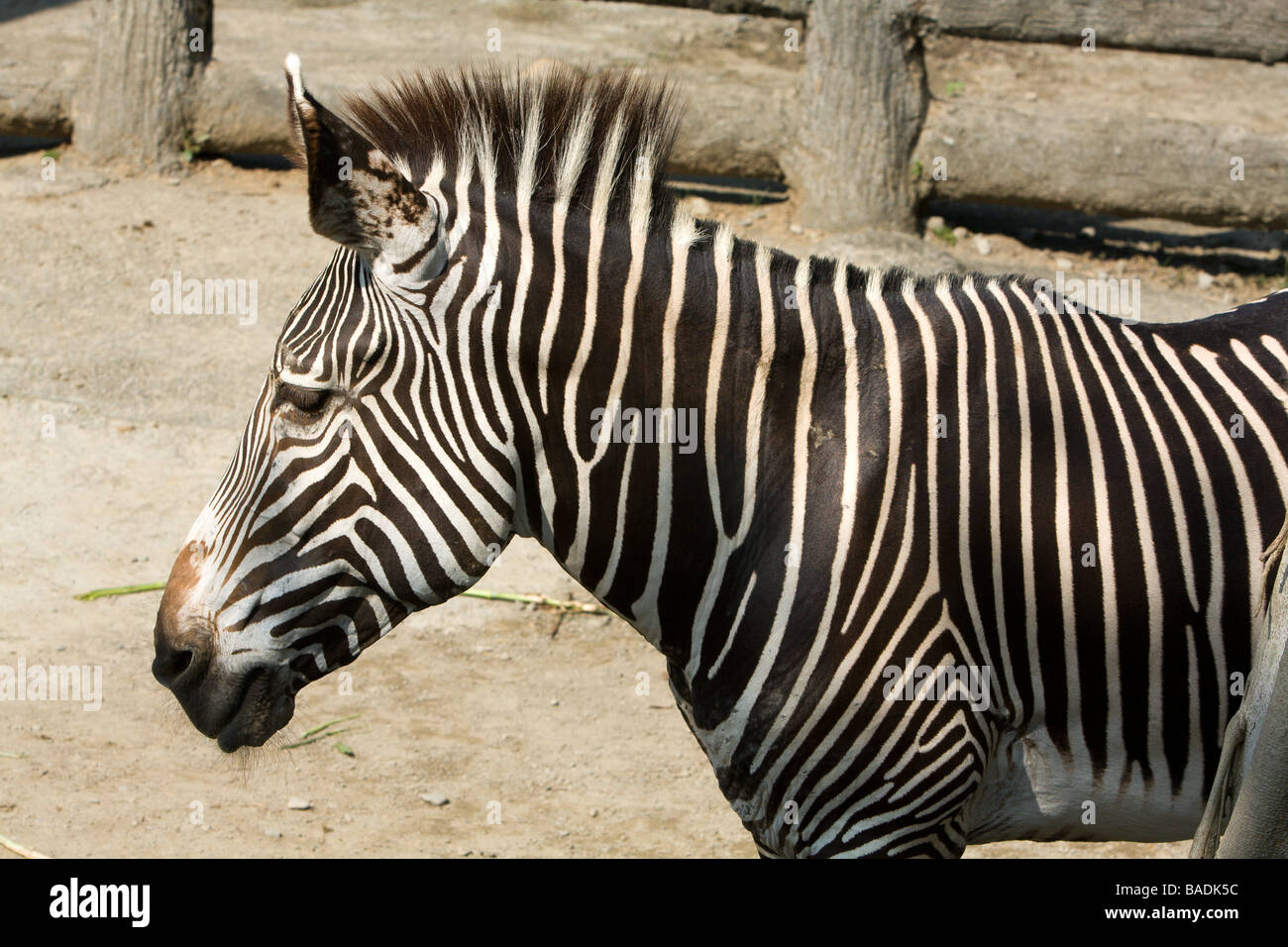 Zebra Head Front View