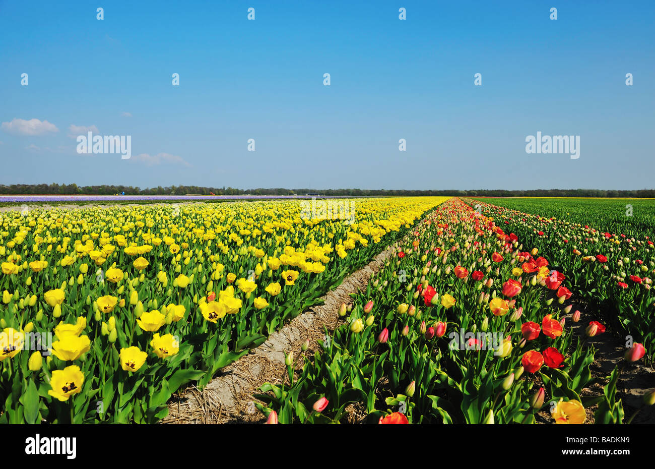 colorful field of tulips in the Netherlands Stock Photo - Alamy