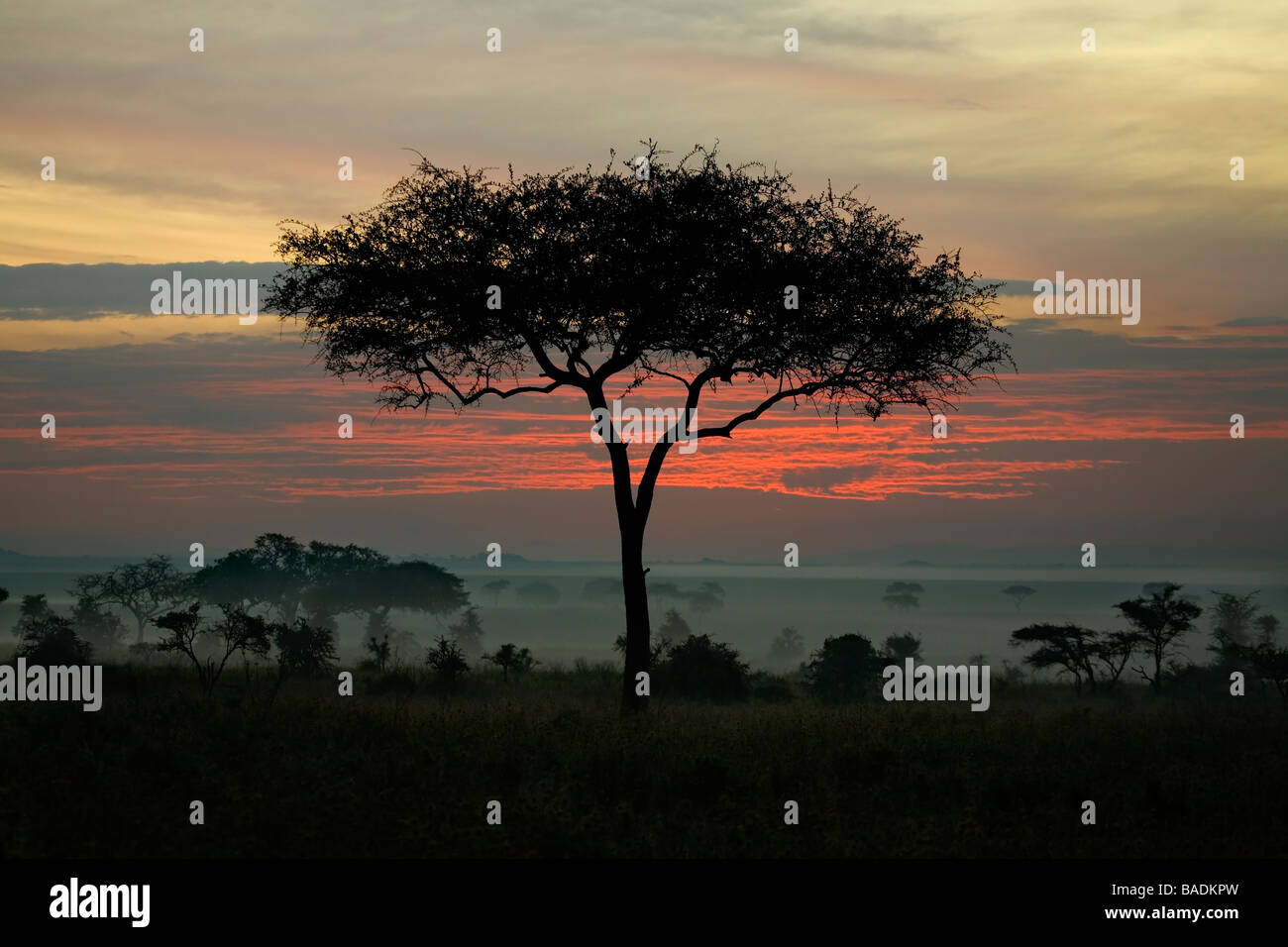 Thorn Tree Silhouetted against Sunrise Serengeti Seronera region Stock ...