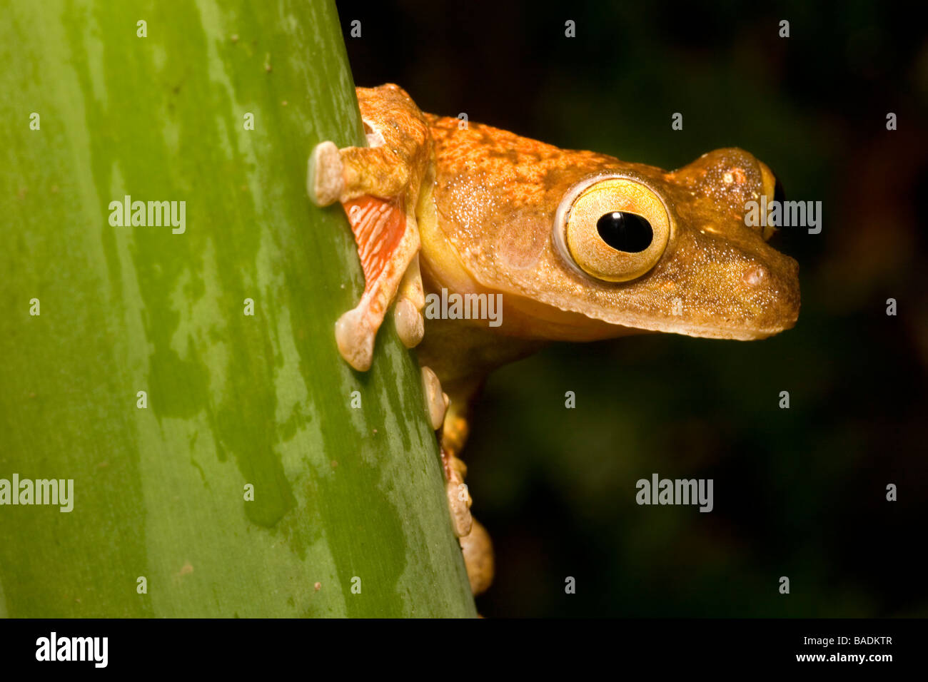 Harlequin Tree Frog Rhacophorus pardalis Danum Valley Conservation Area ...
