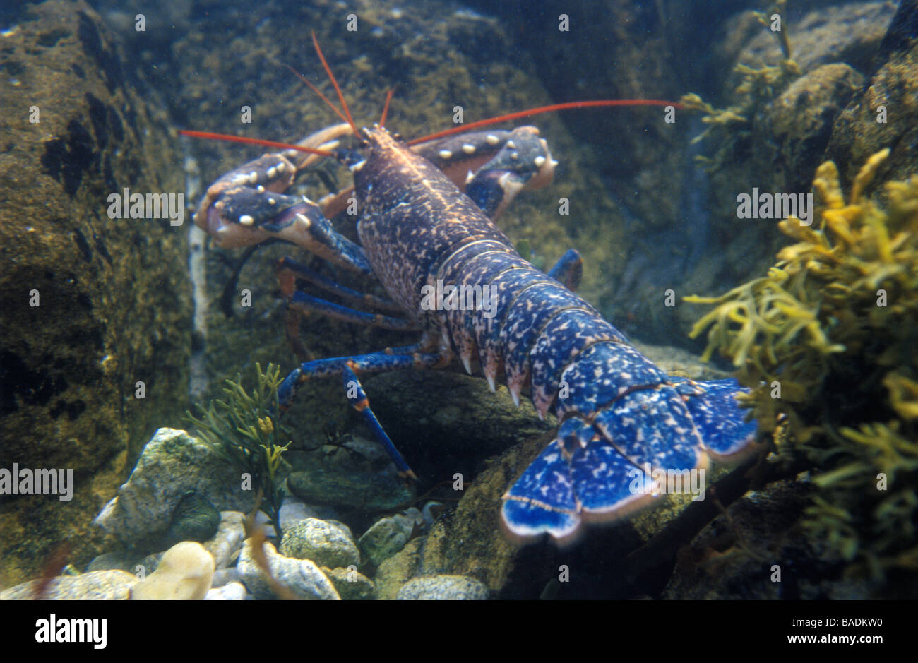 Homard bleu hi-res stock photography and images - Alamy