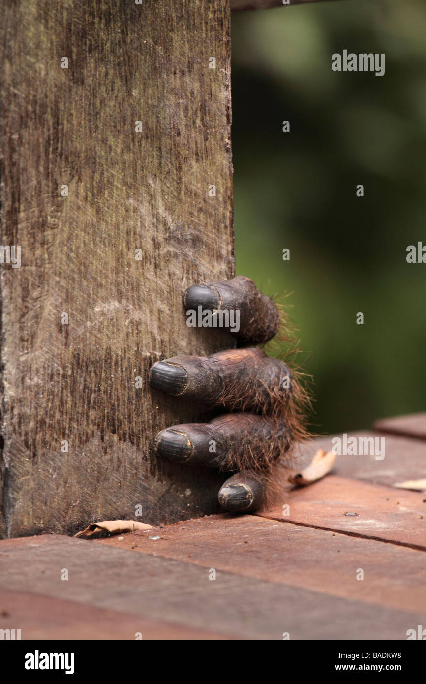 Primates hands hi-res stock photography and images - Alamy