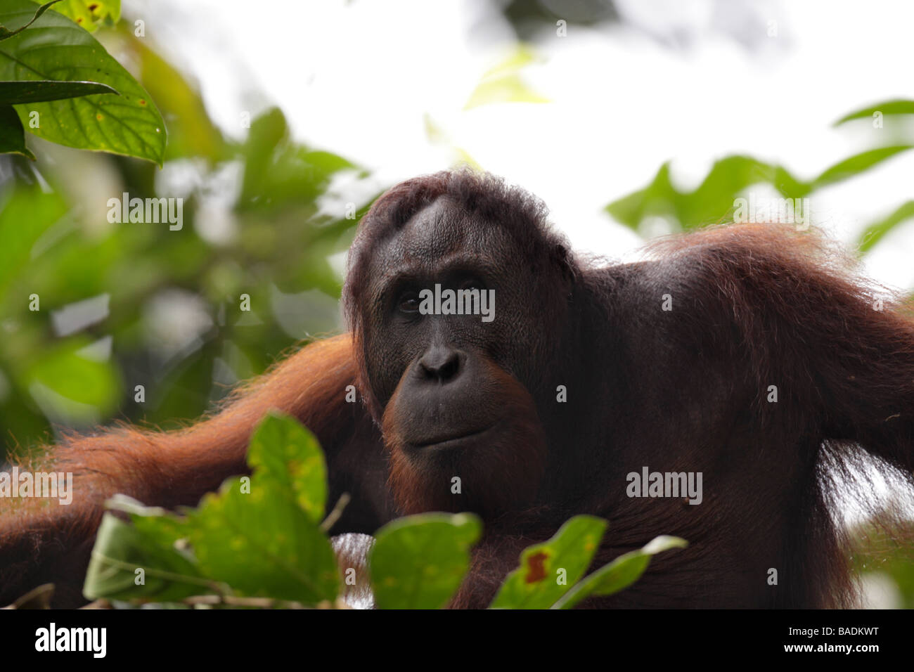 Kabili sepilok forest reserve hi-res stock photography and images - Alamy