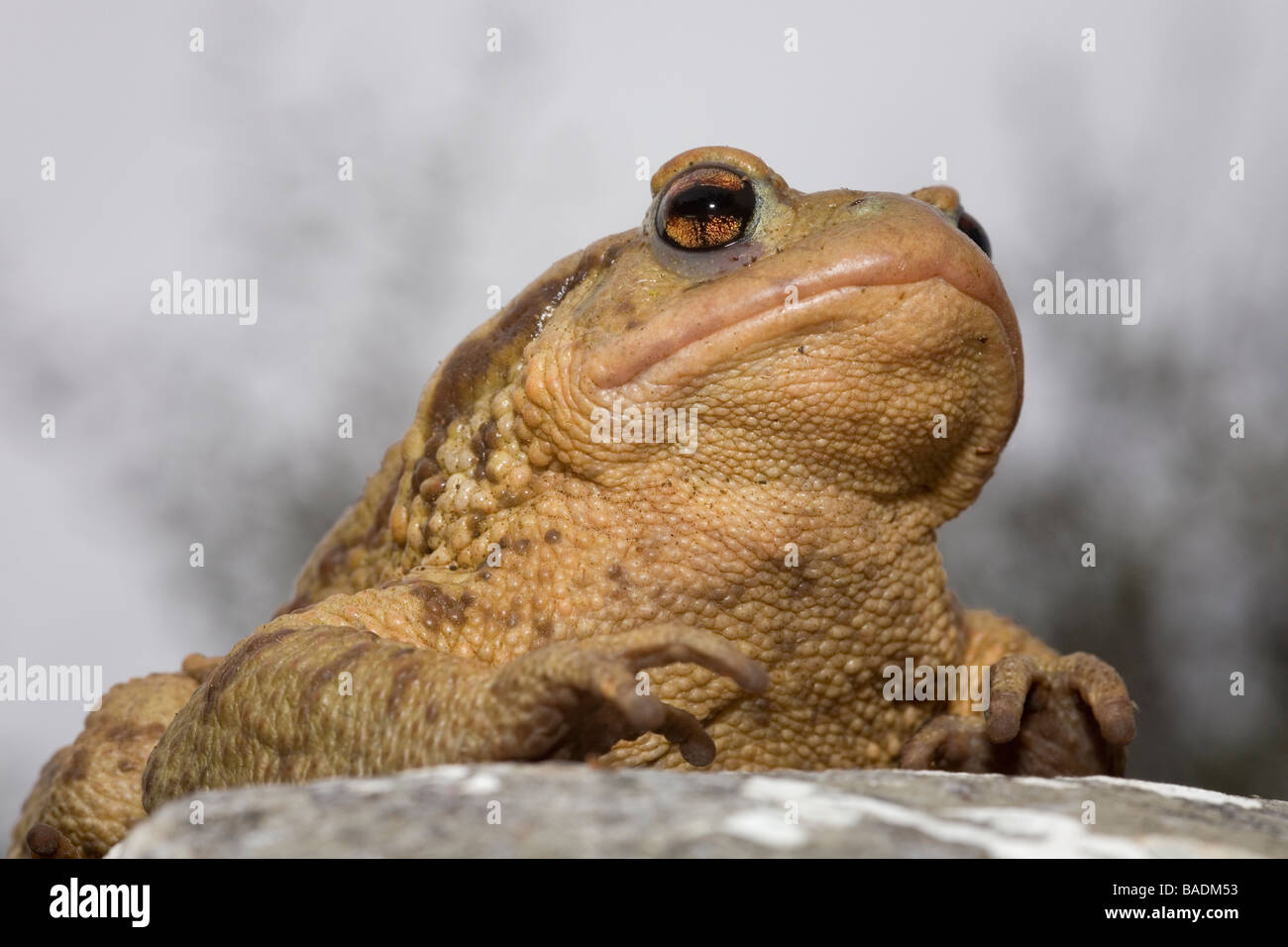 Portrait of a Common Toad Bufo bufo Greece Stock Photo - Alamy