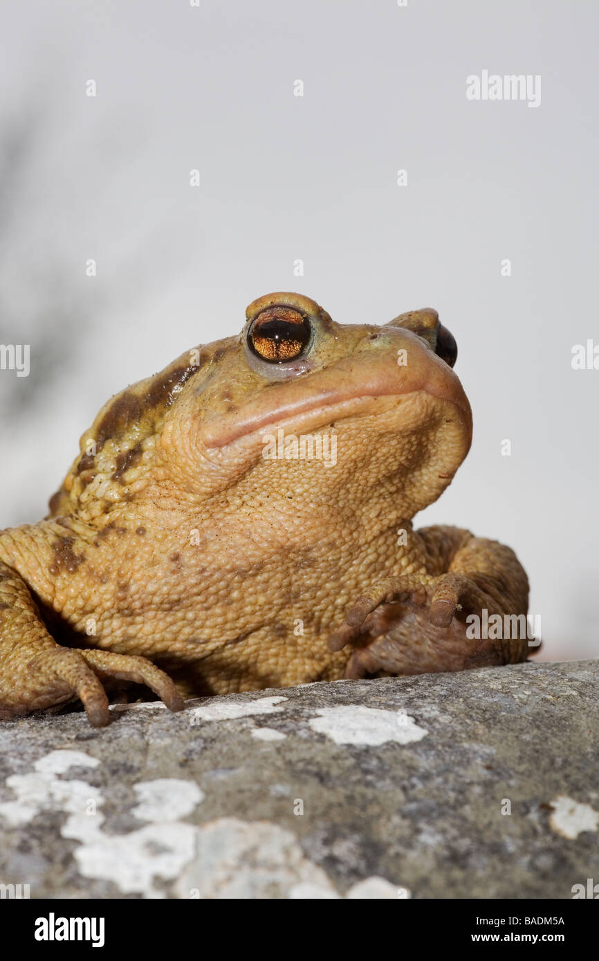 Toad face hi-res stock photography and images - Alamy