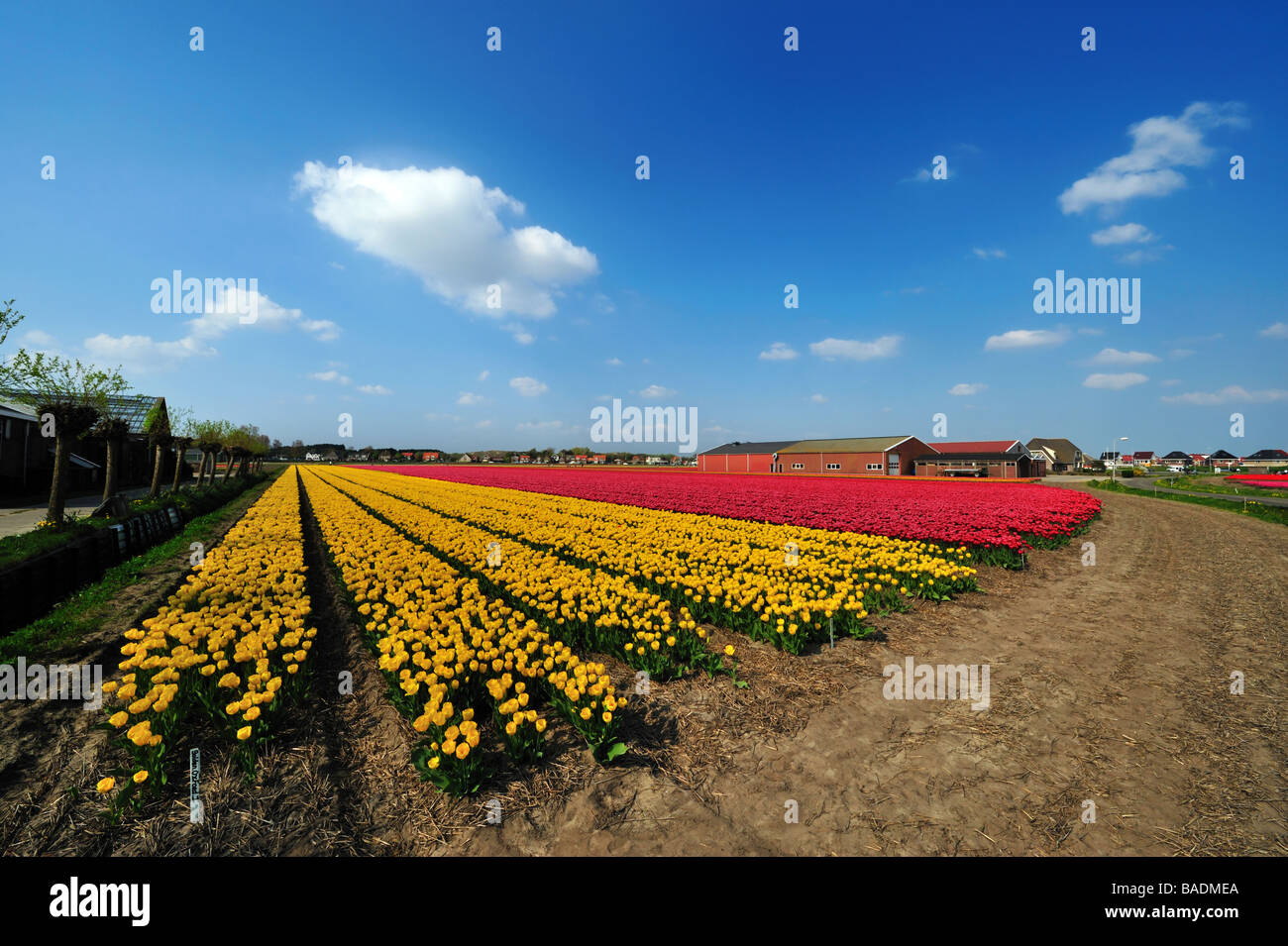 colorful field of tulips in the Netherlands Stock Photo - Alamy