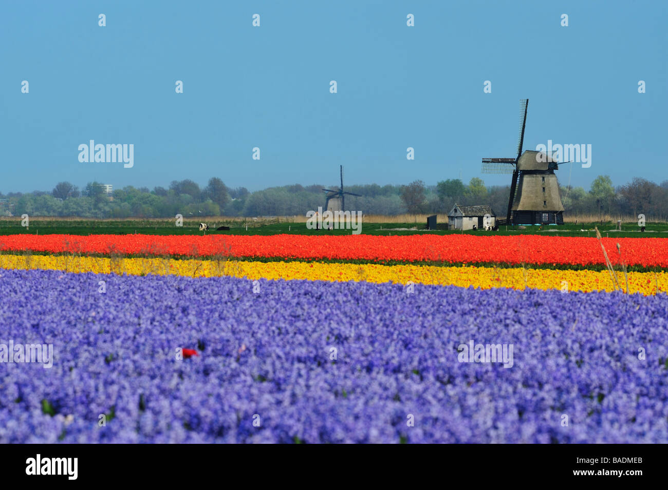 Purple windmill hi-res stock photography and images - Alamy