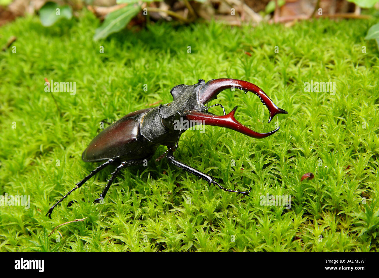 Male stag beetle hi-res stock photography and images - Alamy