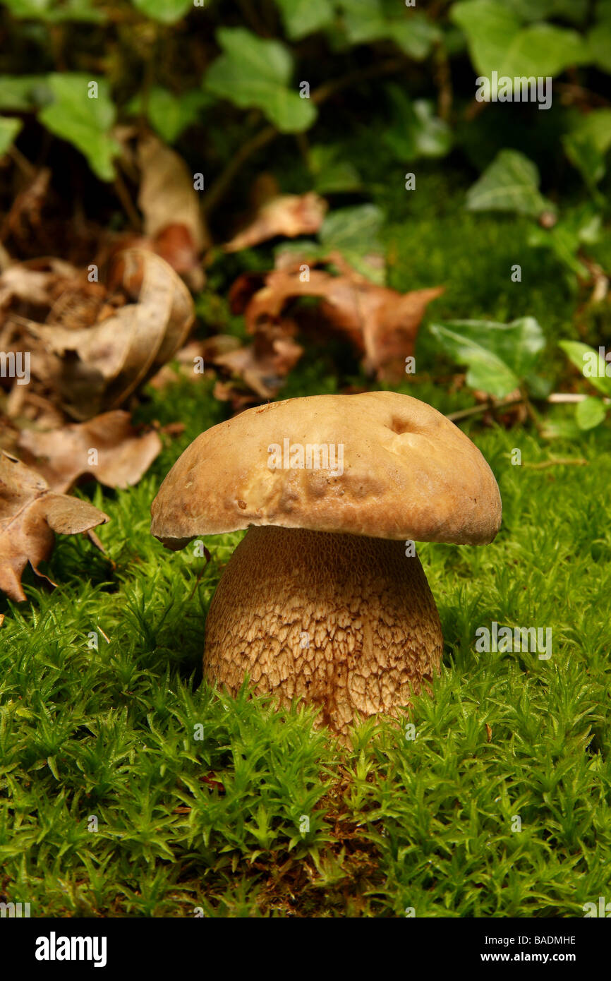 A cep mushroom Boletus edulis growing in moss in the Limousin region of ...