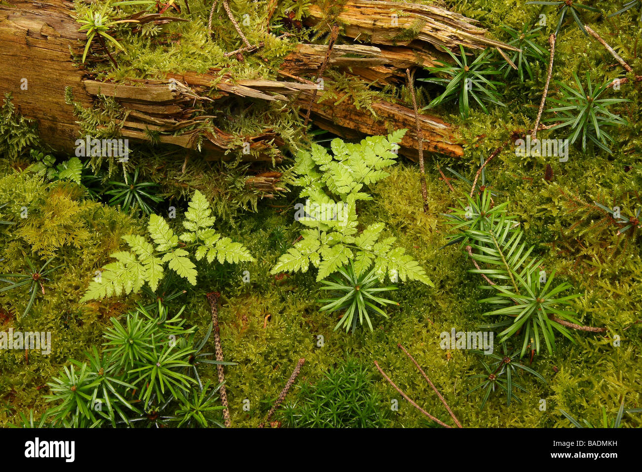 A view of the forest floor in Pine woodland showing a small fern a ...