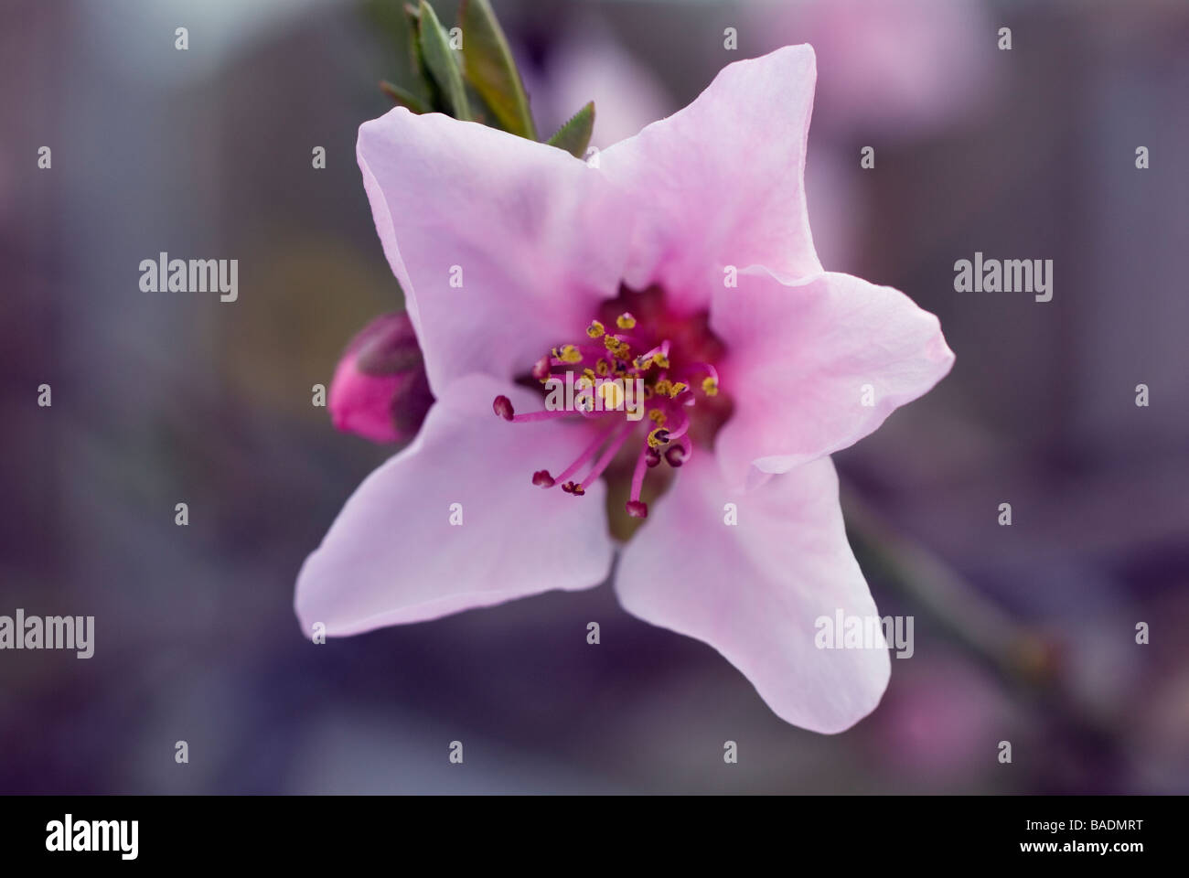 Peach tree flower prunus persica hi-res stock photography and images ...