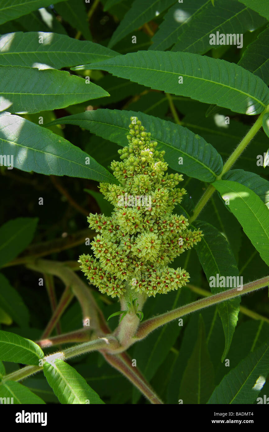 A young Rhus flower head Stock Photo - Alamy