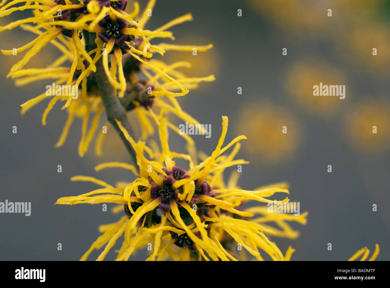 Witch Hazel flowers Stock Photo - Alamy