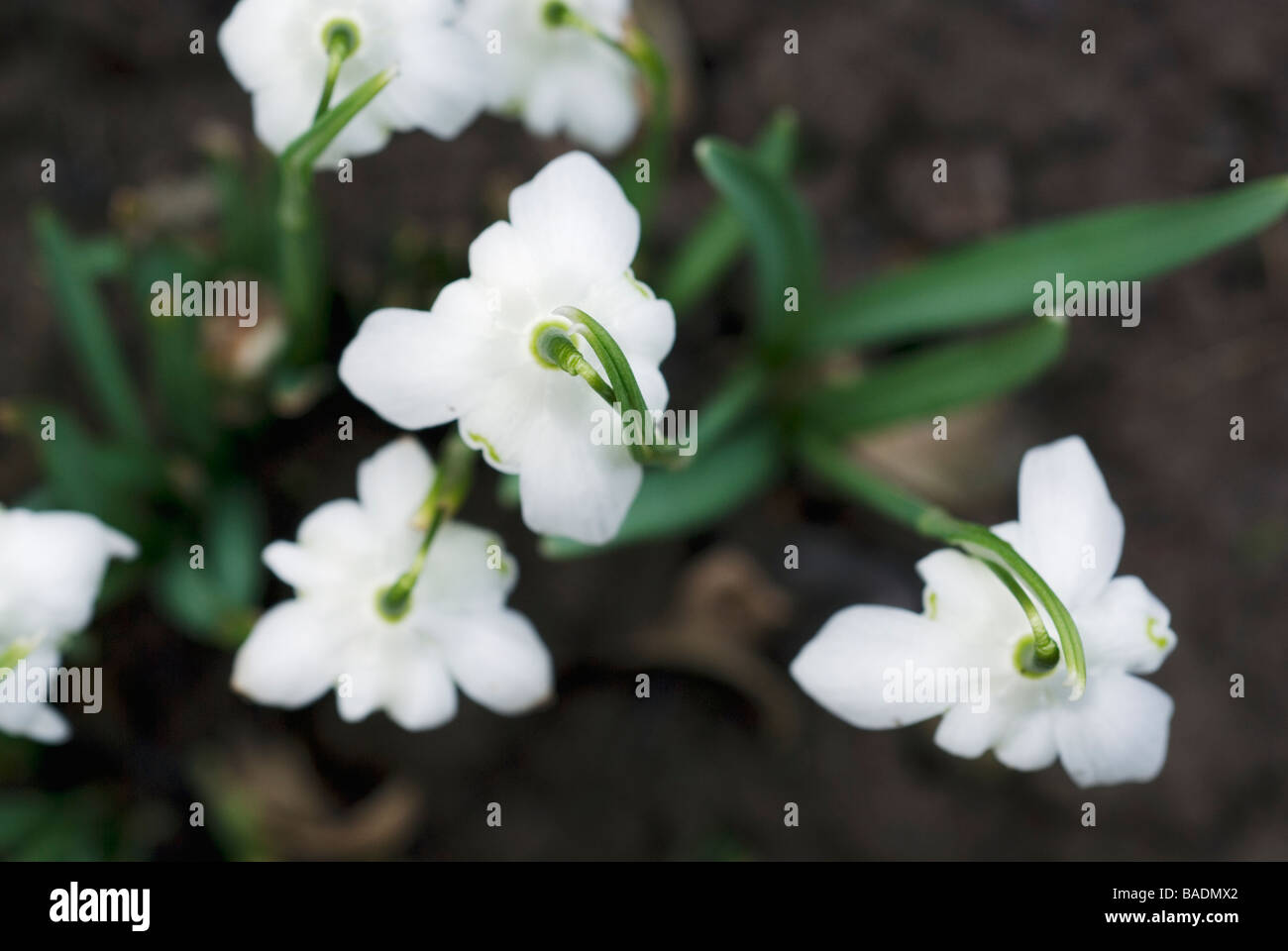 Snowdrop flowers galanthus hi-res stock photography and images - Alamy