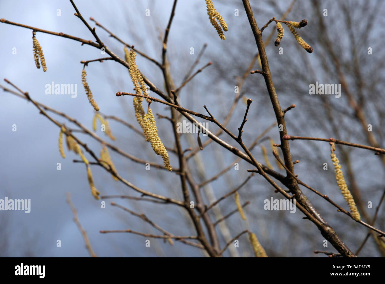 Hazel catkin hi-res stock photography and images - Alamy