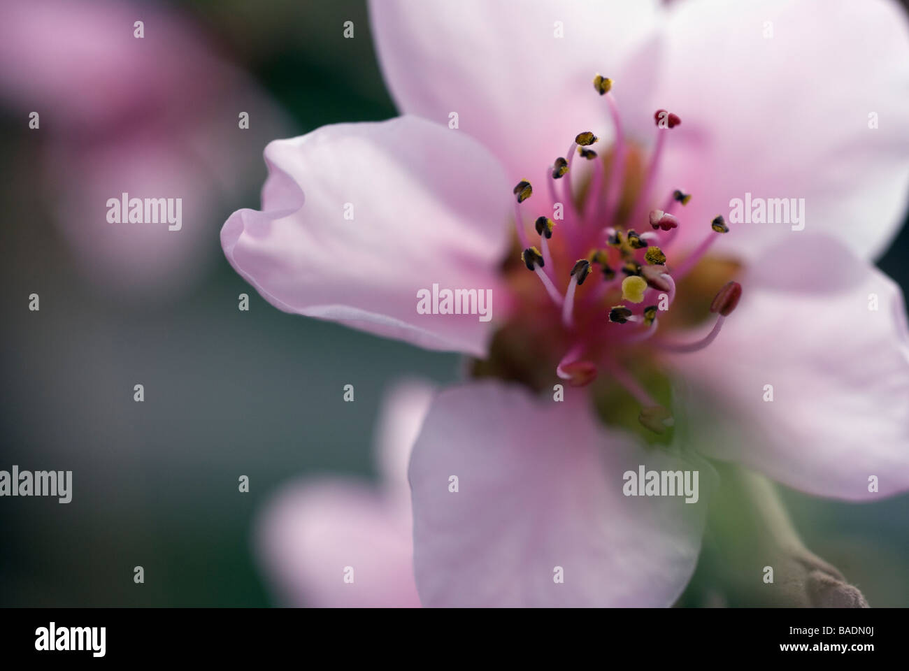 Peregrine peach fruit hi-res stock photography and images - Alamy