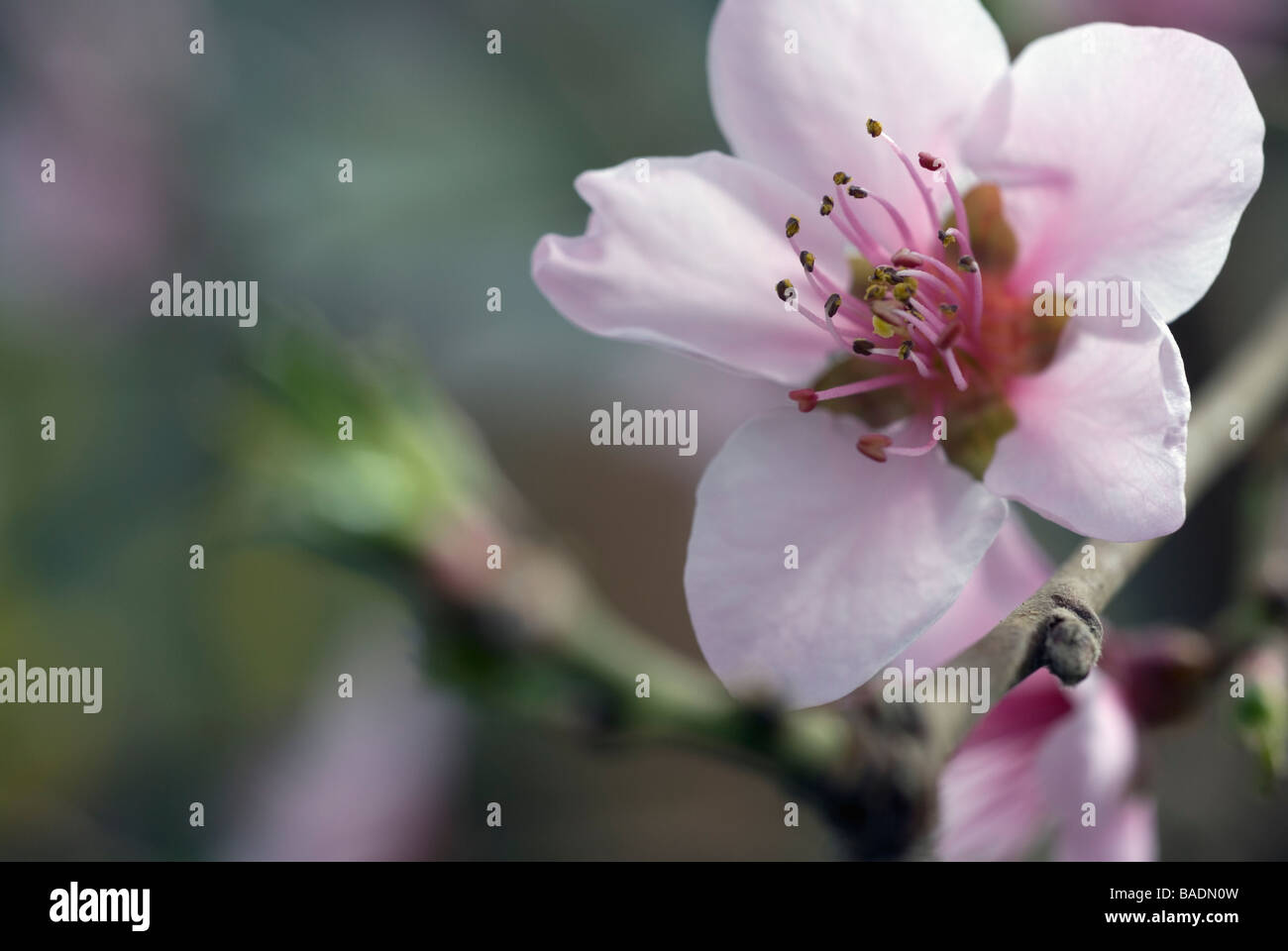 Peach peregrine blossom hi-res stock photography and images - Alamy
