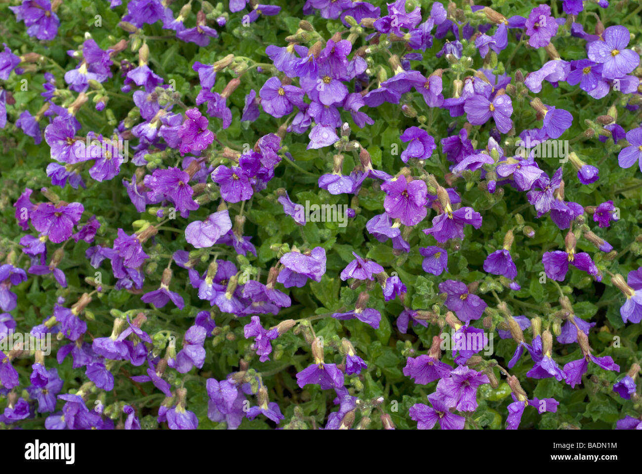 Aubretia flower hi-res stock photography and images - Alamy