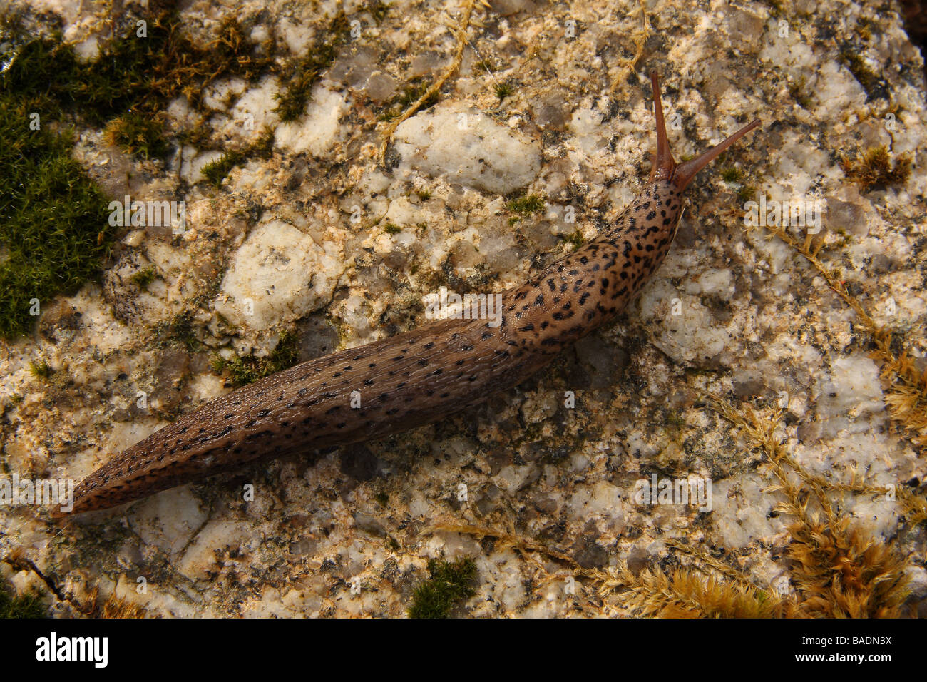 Speckled granite hi-res stock photography and images - Alamy