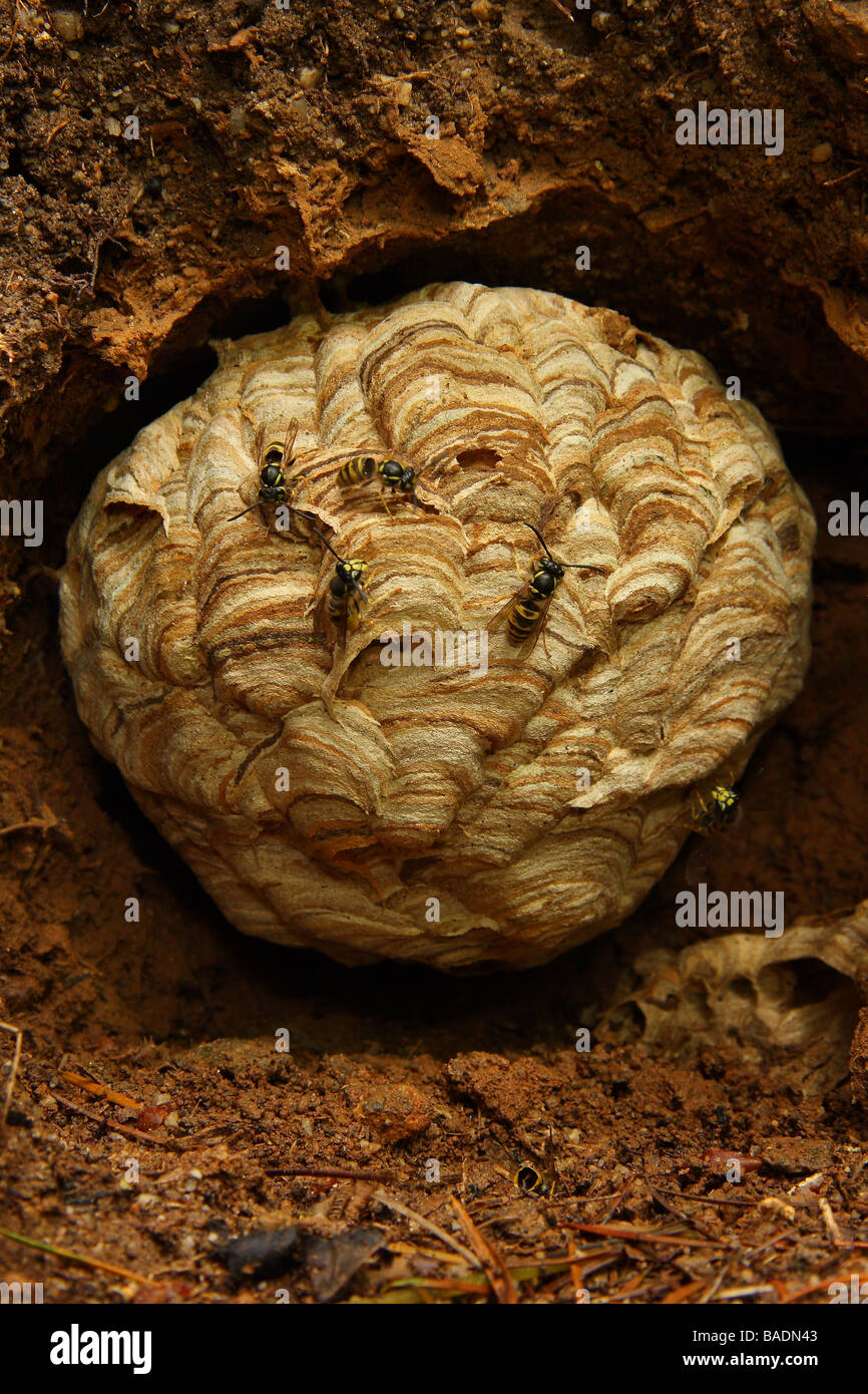 A beautiful wasps nest in an earth bank in woodland Several wasps on ...