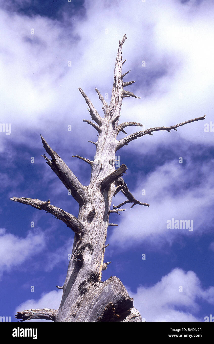 Withered Tree High Resolution Stock Photography and Images - Alamy