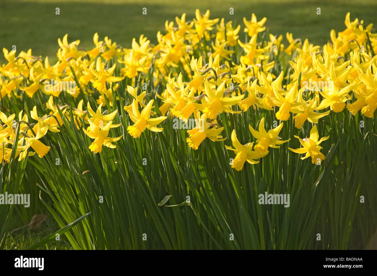 Daffodils spring uk hi-res stock photography and images - Alamy