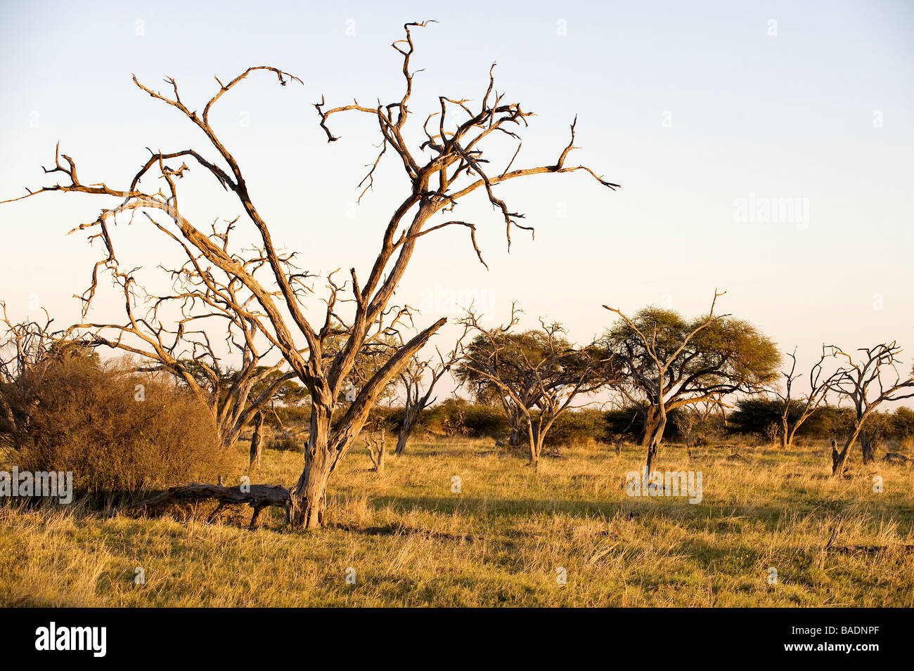 Botswana, North-west district, Chobe National Park, Savuti arid region ...