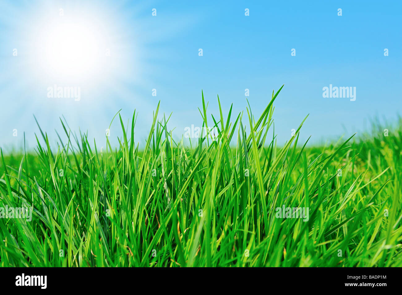 fresh green grass summer background Stock Photo - Alamy