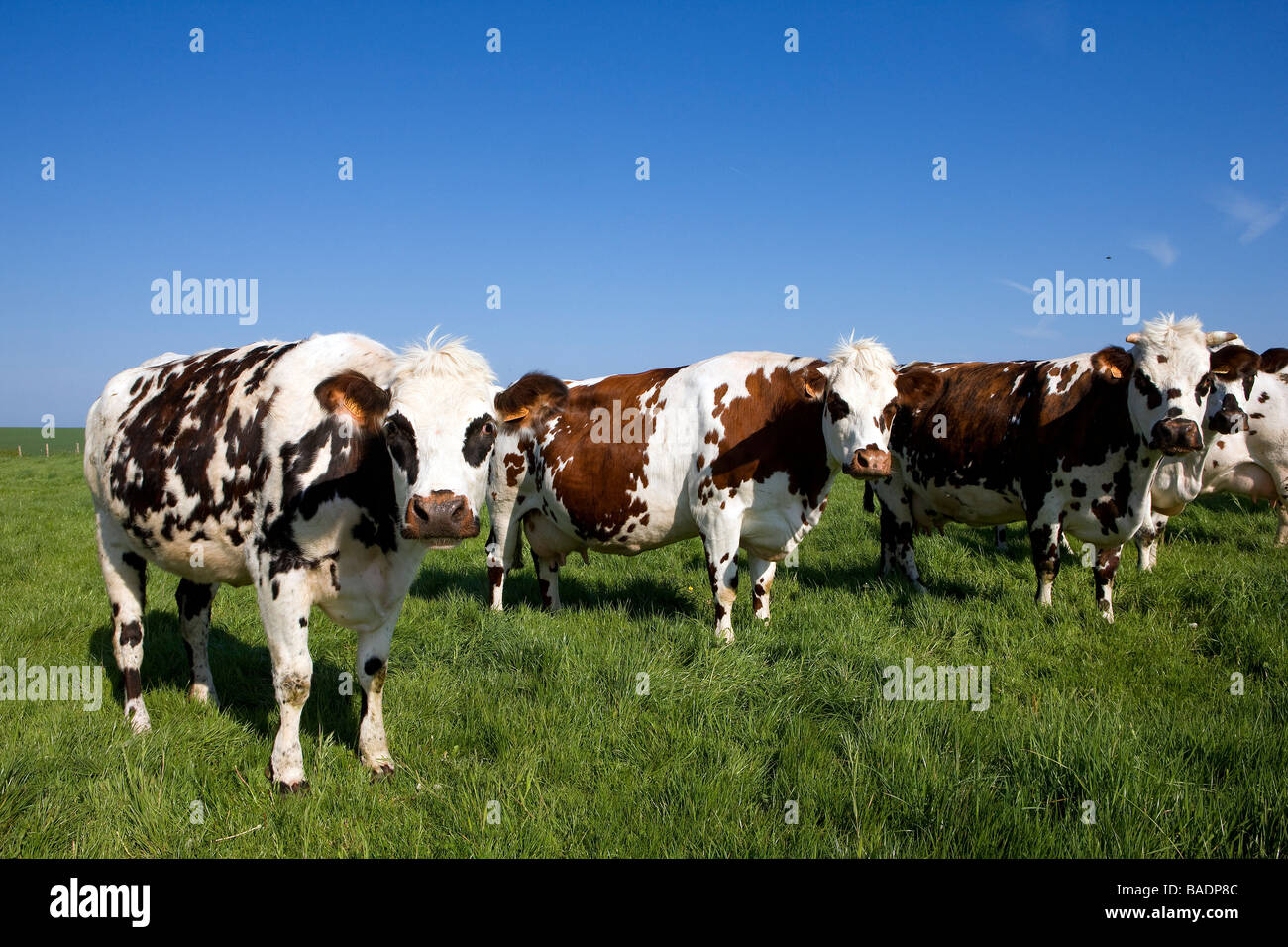Normand cows hi-res stock photography and images - Alamy