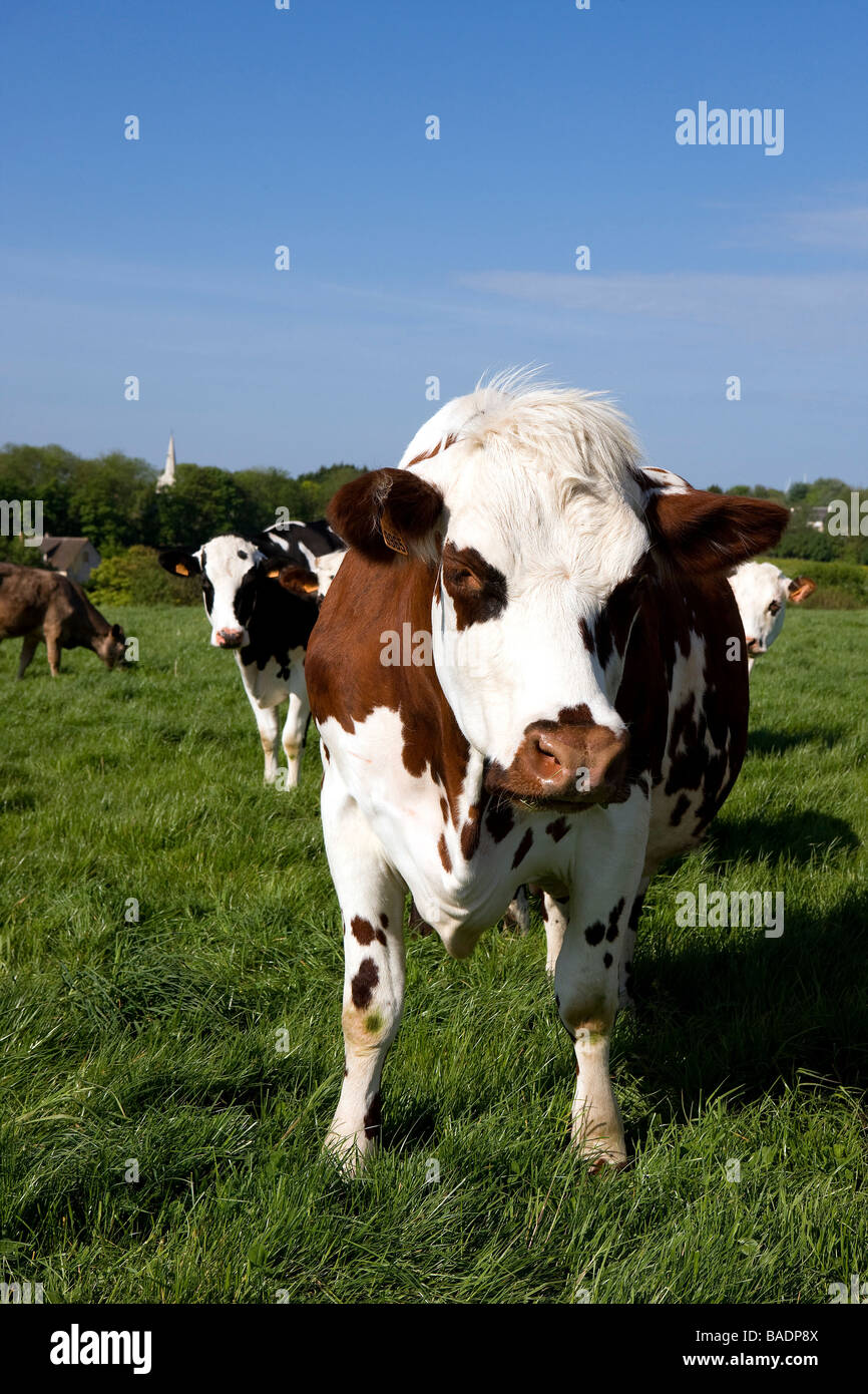 Normand cows hi-res stock photography and images - Alamy