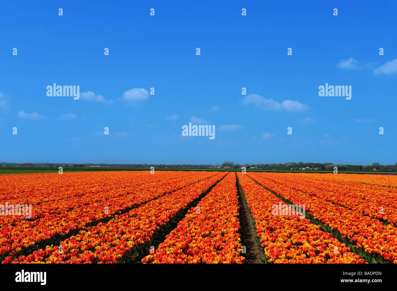 colorful field of tulips in the Netherlands Stock Photo - Alamy