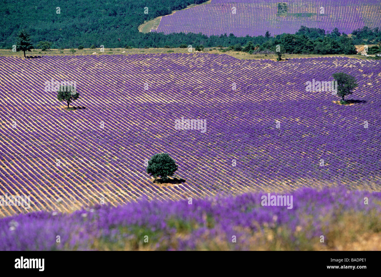 France, Vaucluse, the Plateau de Sault, lavender fields near Saint ...