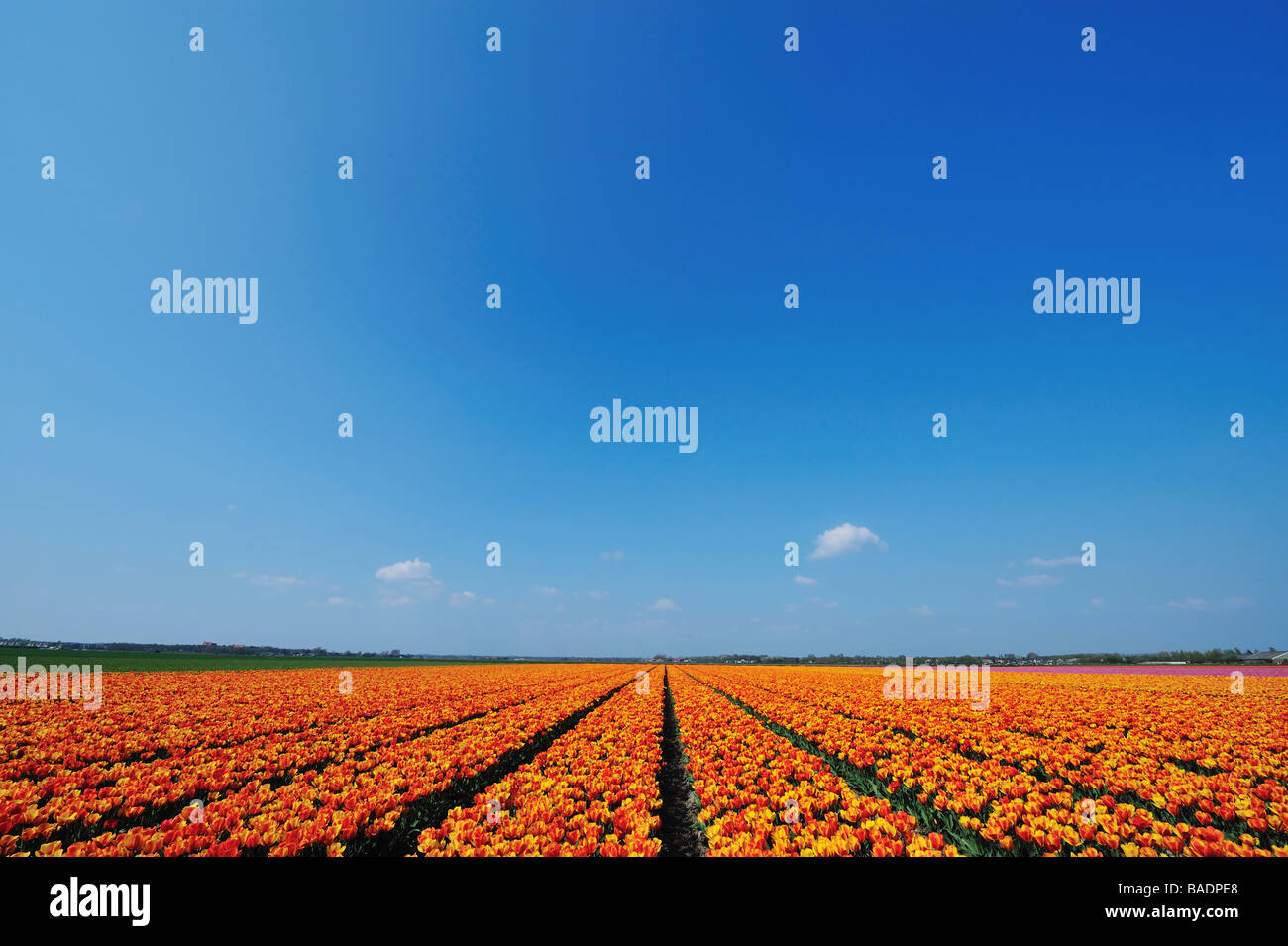 colorful field of tulips in the Netherlands Stock Photo - Alamy