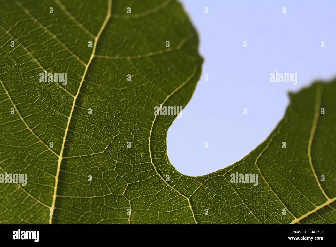 Leaf close up Stock Photo - Alamy