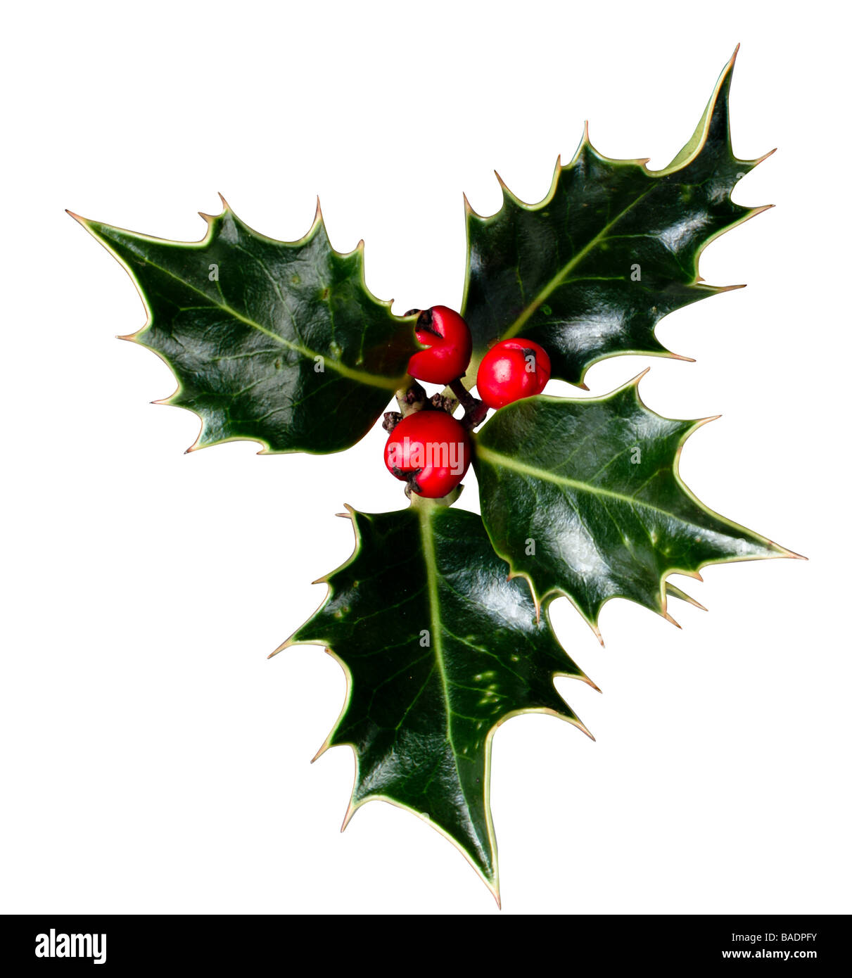 Sprig Holly Stock Photos & Sprig Holly Stock Images - Alamy