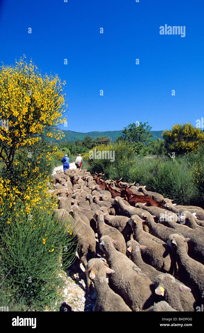 France, Vaucluse, Luberon, transhumance Stock Photo - Alamy