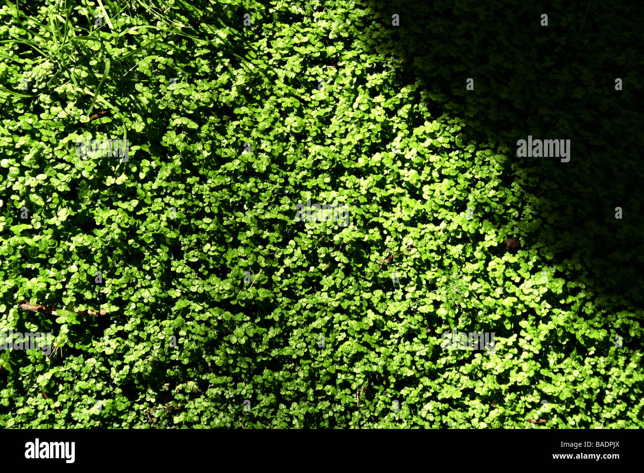 Grass in shade Stock Photo - Alamy